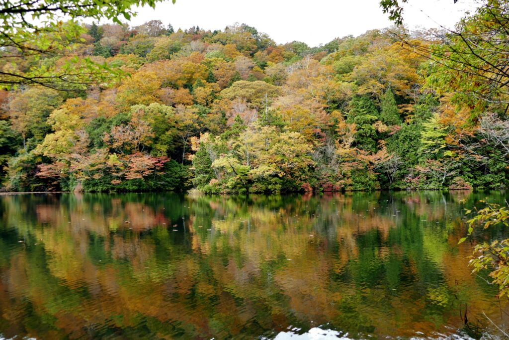 青森の白神山地を観光すべき時期とベストシーズンは、いつ頃？ | お役立ち情報館